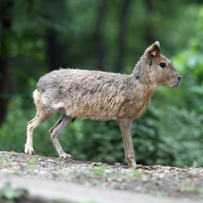 2019.6.9 Chacoan Mara – pouch babies